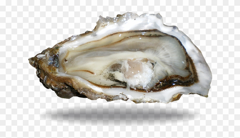 Oysters Png - Shell, Transparent Png - 750x487(#6683691) - PngFind