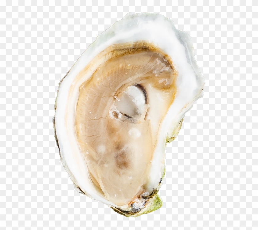 Choose A Specific Maine Oyster - Shell, HD Png Download - 600x900 ...