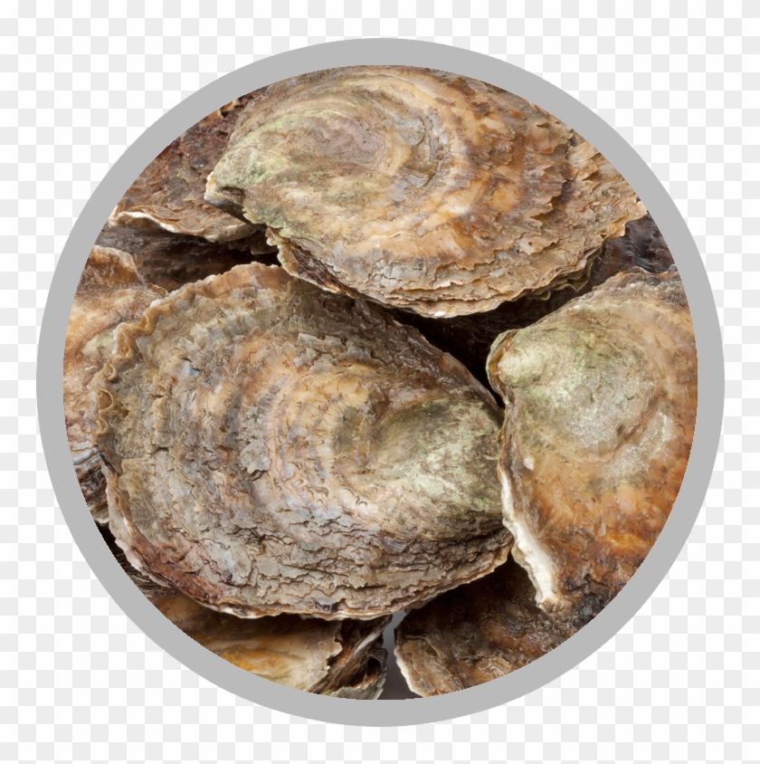 Flat Oysters - European Flat Oyster, HD Png Download - 800x800(#6684231 ...