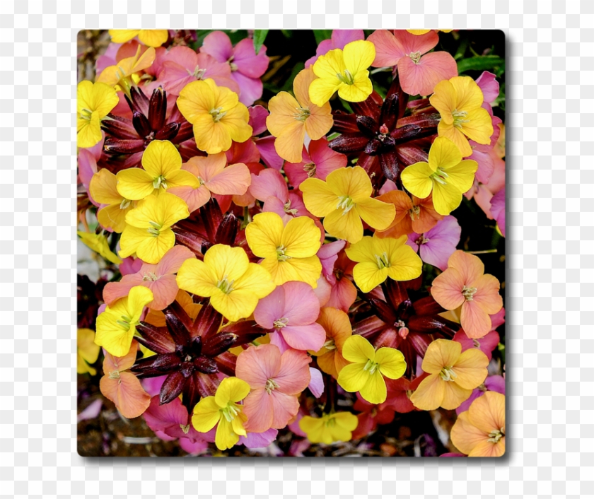 Erysimum Tropical Sunset - Erysimum Paintbox, HD Png Download - 650x650 ...