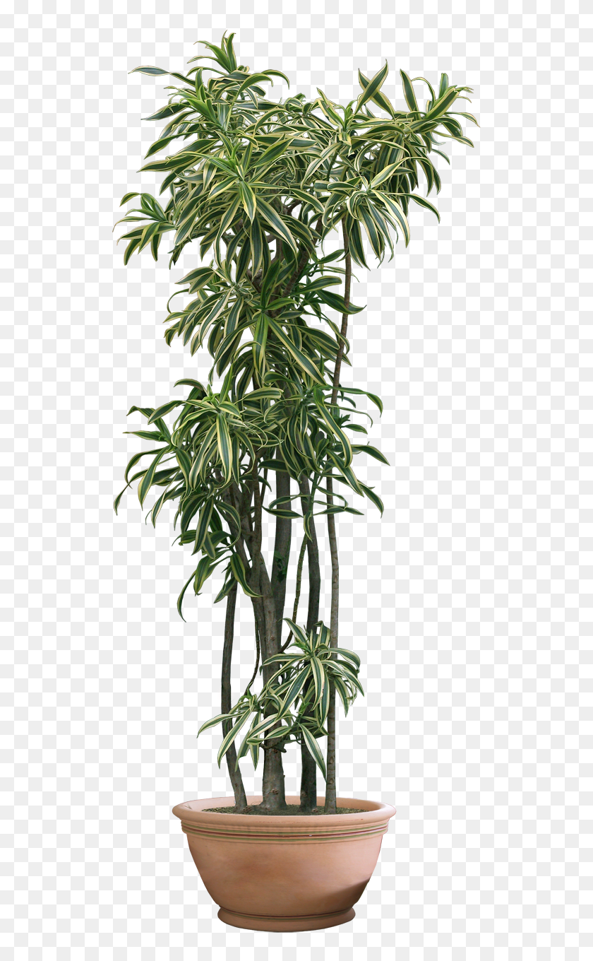 House Plant Png - Transparent Indoor Plant Png, Png Download - 600x1320 ...