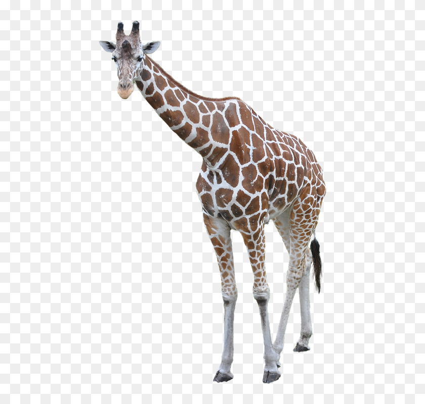 Transparent Background Giraffe Transparent, HD Png Download - 450x720 ...