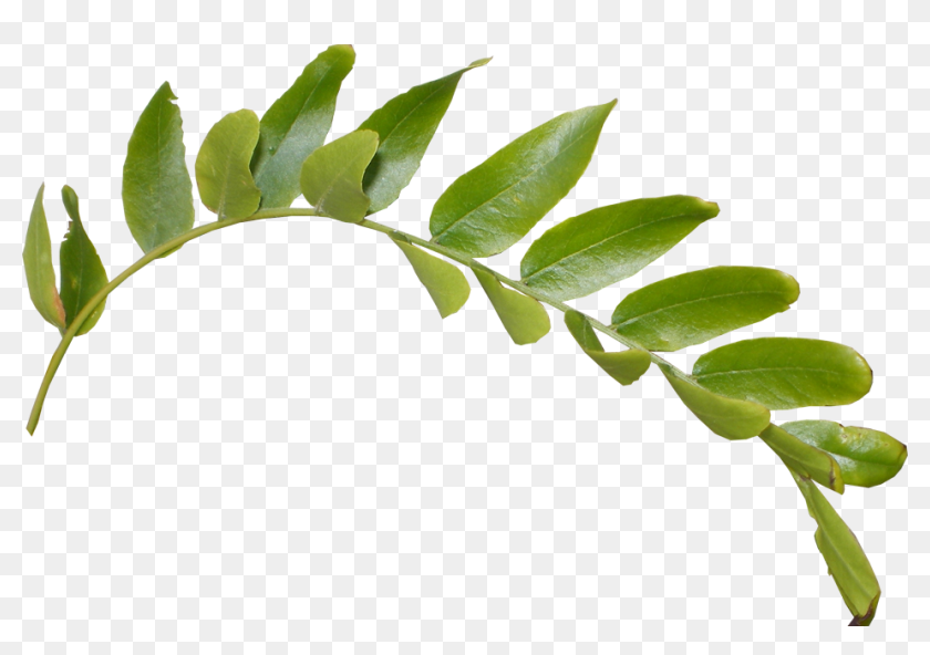 Tree Leaves Png - Transparent Background Leaves Png, Png Download ...