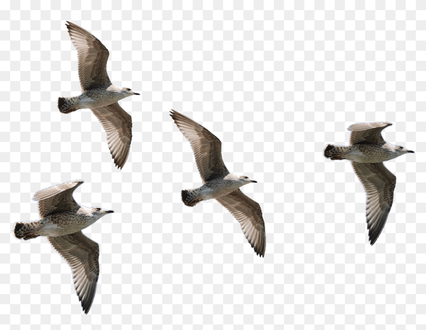 Seagulls Flying - Transparent Background Bird Flying Png, Png Download - 1000x792(#6735151 ...