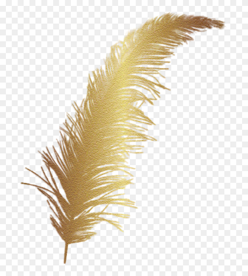 #feather #gold #accent #decal - Golden Feather Png, Transparent Png ...