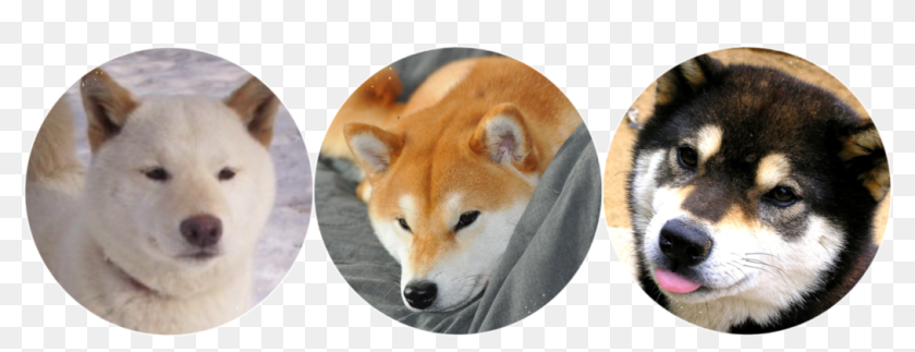 Shibe Icon