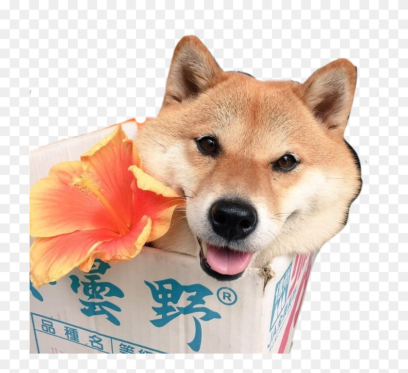 Shibe Fondo Transparente