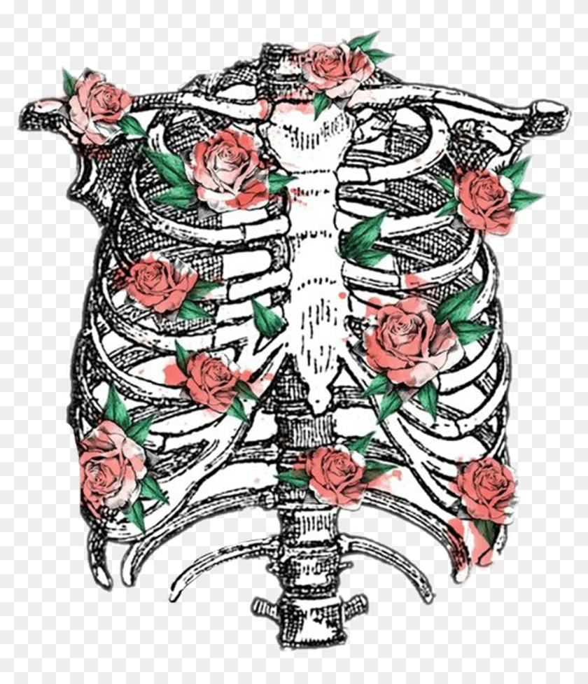 Rib Cage Transparent , Png Download - Transparent Ribcage, Png Download ...