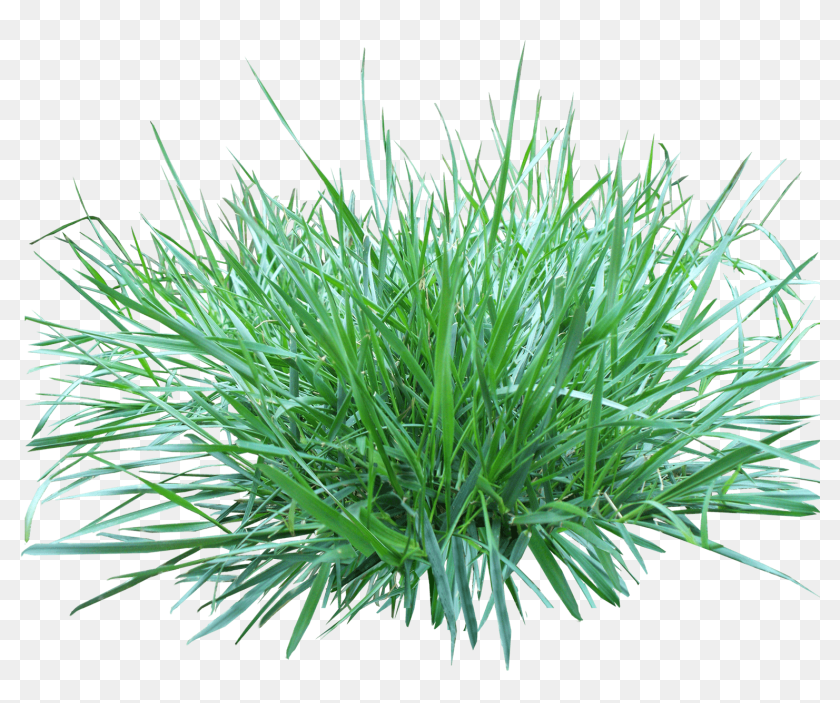 Bunch Of Grass Png, Transparent Png - 1519x1200(#6799890) - PngFind