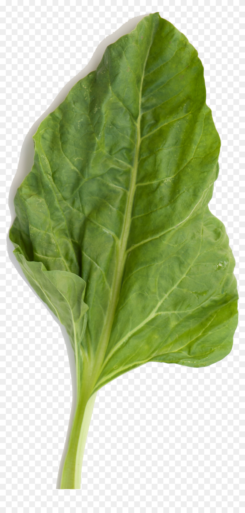 Hojas De Otoño Png, Transparent Png - 2832x3747(#6809567) - PngFind