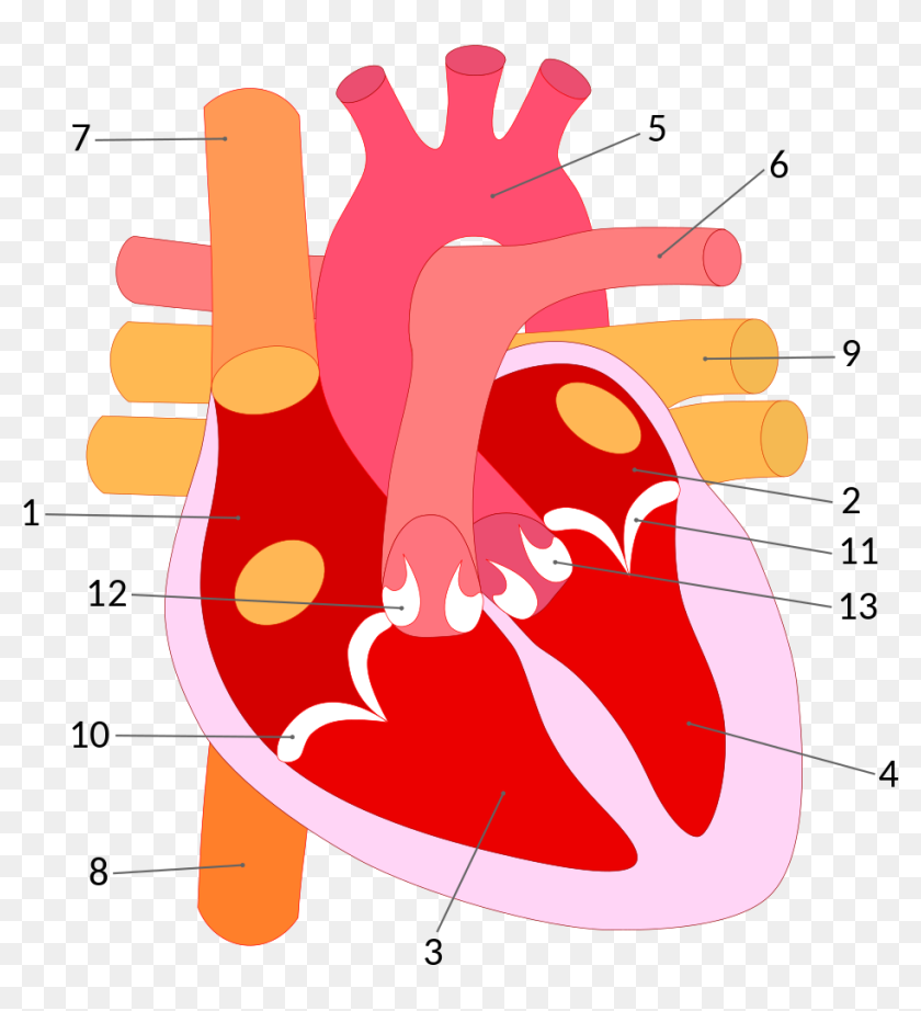 Parts Of The Heart Png, Transparent Png - 975x1024(#6809986) - PngFind