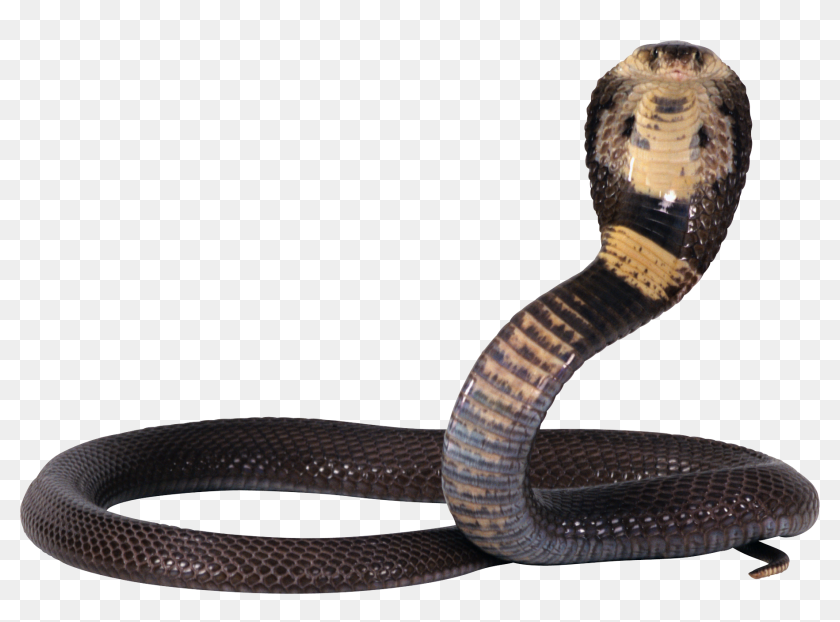 Viper Snake Png - Cobra Snake Png, Transparent Png - 1810x1255(#6816059) - PngFind