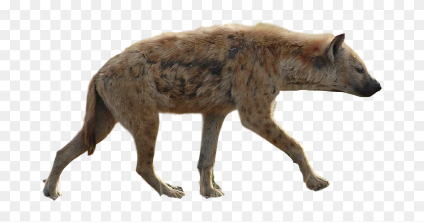 Hyena Png Background - Hyena Png, Transparent Png - 800x489(#6826470 ...