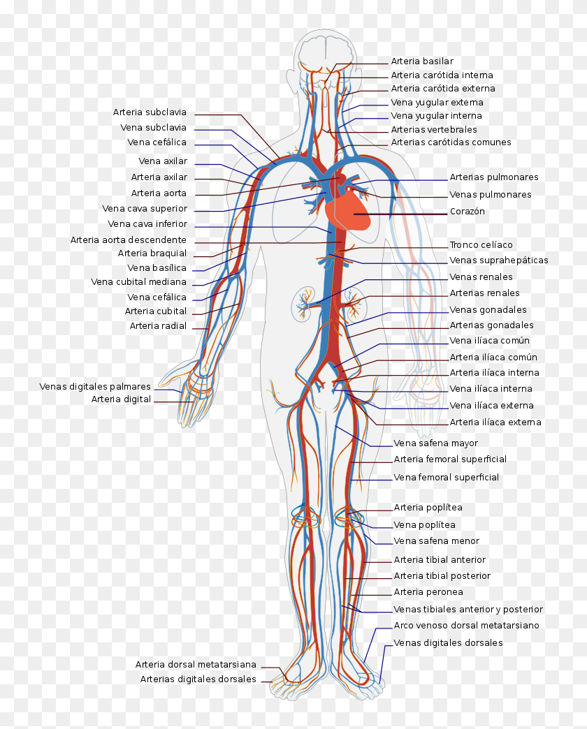 Circulatory System Diagram, HD Png Download - 762x1023(#6848059) - PngFind