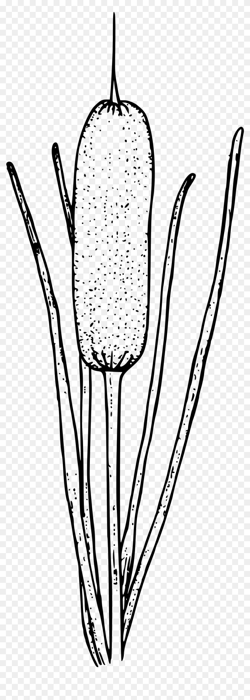 Cattails Clipart Black And White
