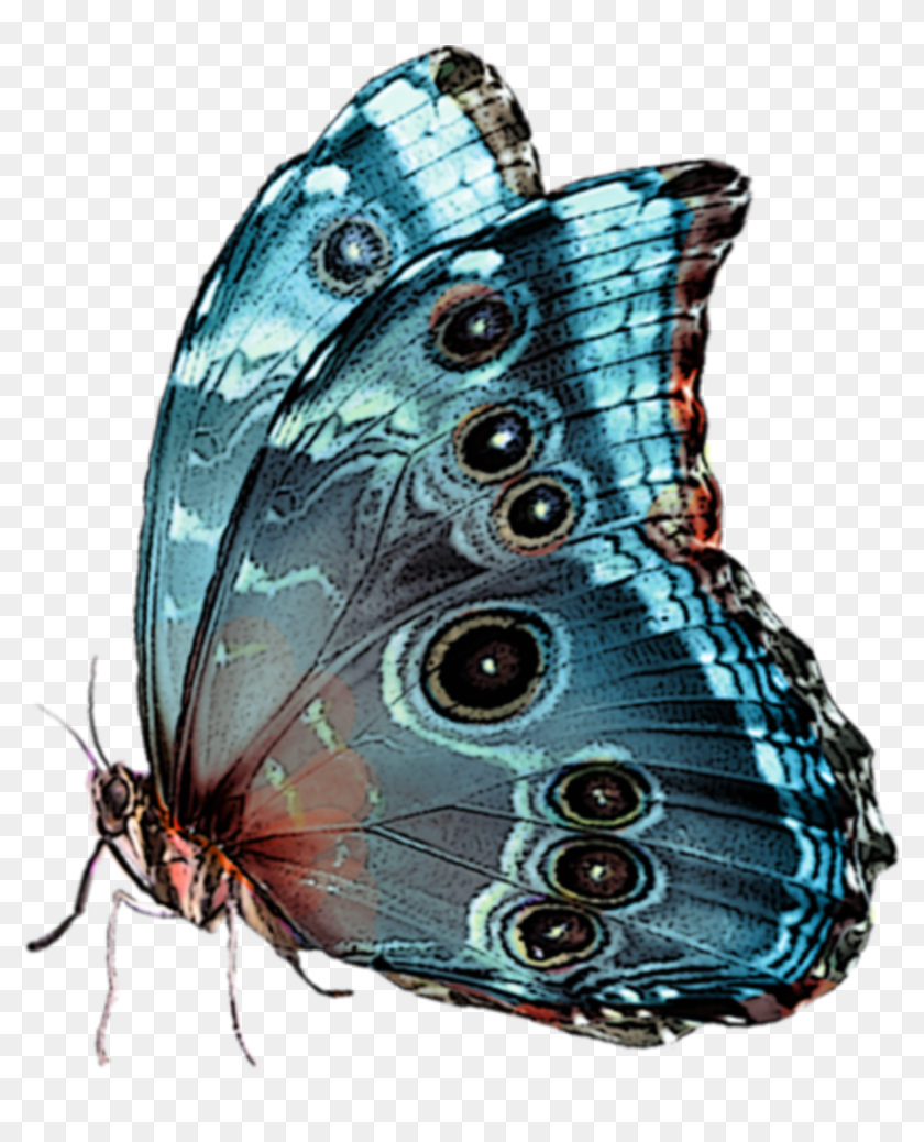 Papillon Hd Png, Transparent Png - 849x980(#6876026) - PngFind