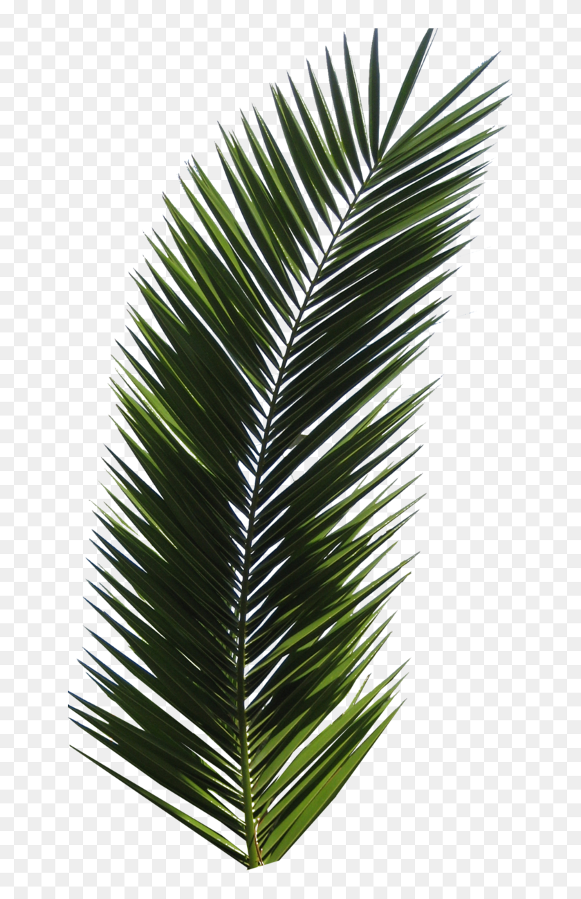 Palm Tree Texture