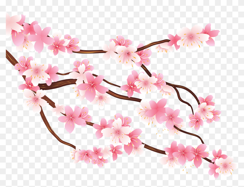Transparent Cherry Blossom Clip Art - Cherry Blossom Clipart Png, Png ... Transparent Cherry Blossom Clip Art - Cherry Blossom Clipart Png, Png ...