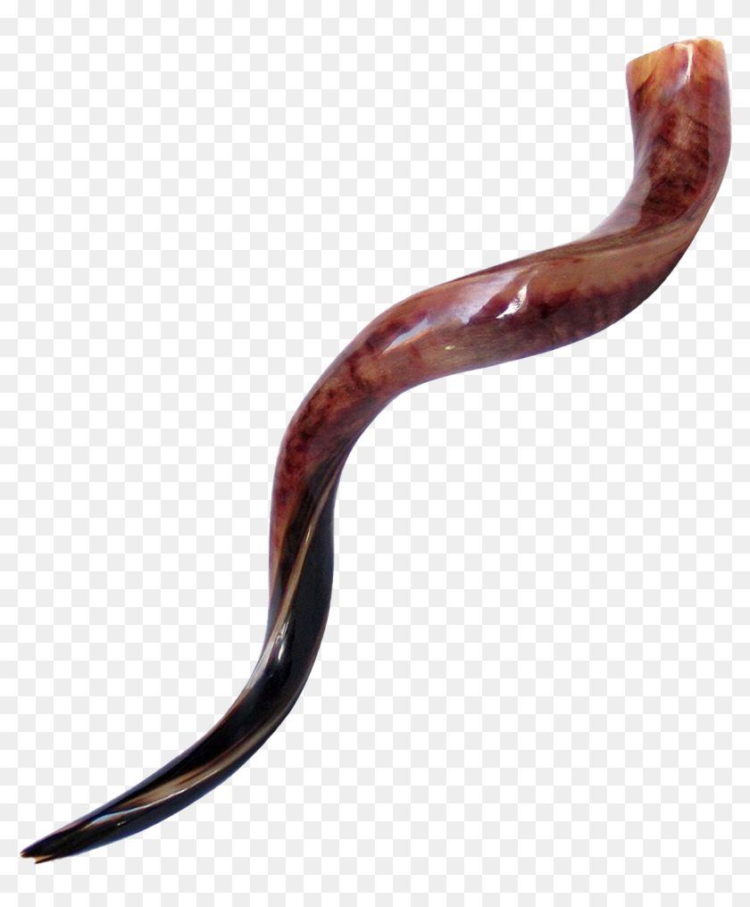Shofar Horn Png Clipart - Imagenes De Un Shofar, Transparent Png ...
