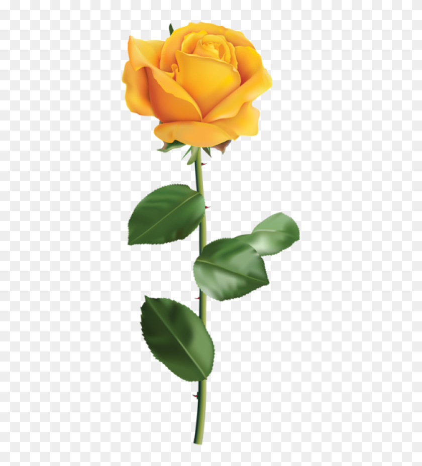 Yellow Rose Png, Transparent Png - 400x863(#6898195) - PngFind