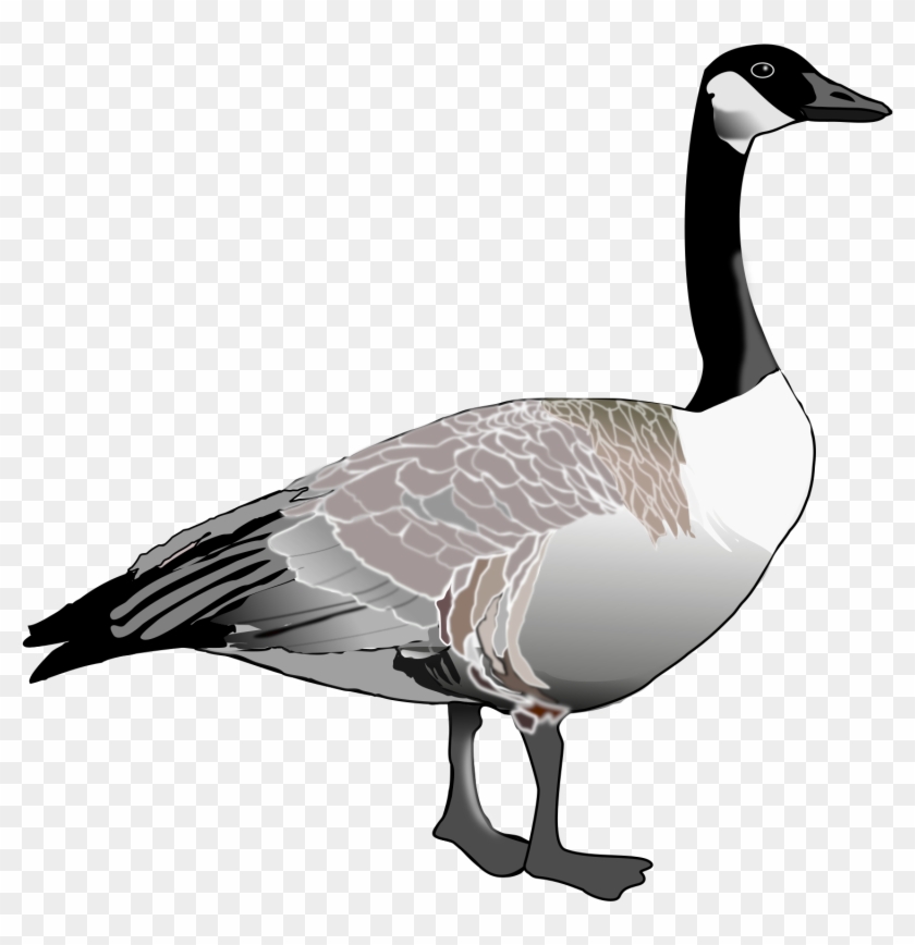 Goose Png High-quality Image - Canada Geese Clip Art, Transparent Png ...