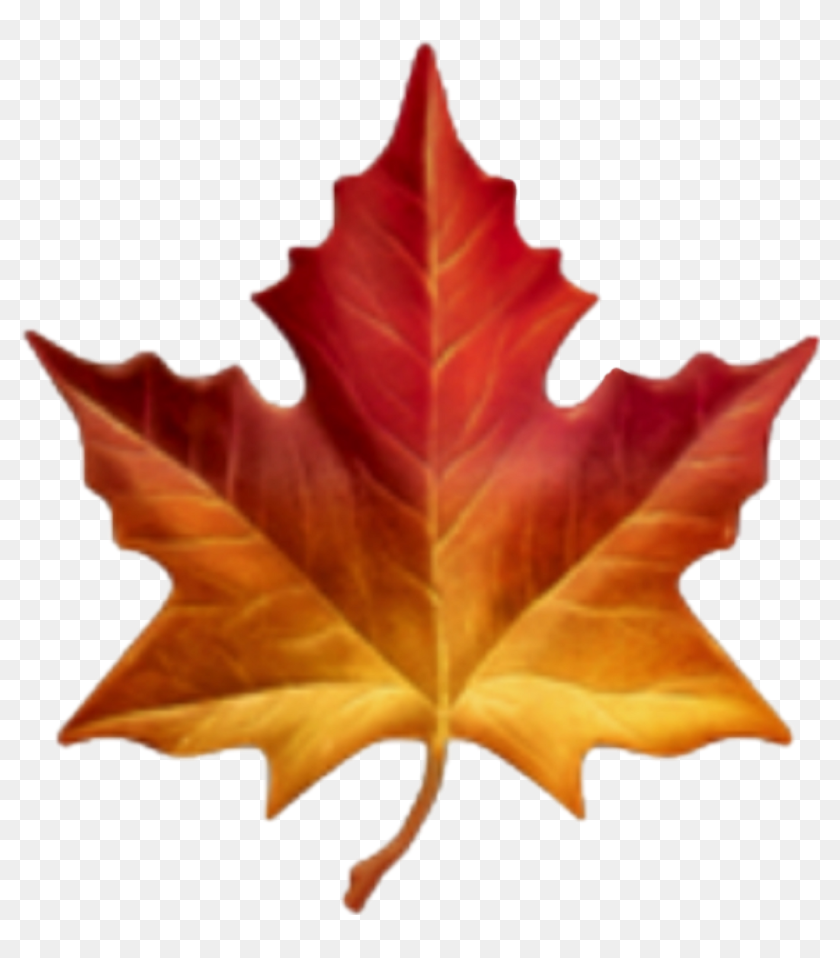 Maple Leaf Emoji Png Download Apple Maple Leaf Emoji Transparent Maple Leaf Emoji Png Download Apple Maple Leaf Emoji Transparent