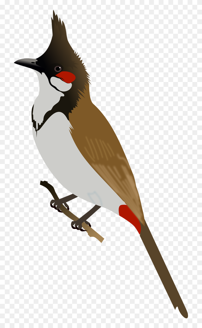 Bulbul Clipart Bird - Red Whiskered Bulbul Logo, HD Png Download ...