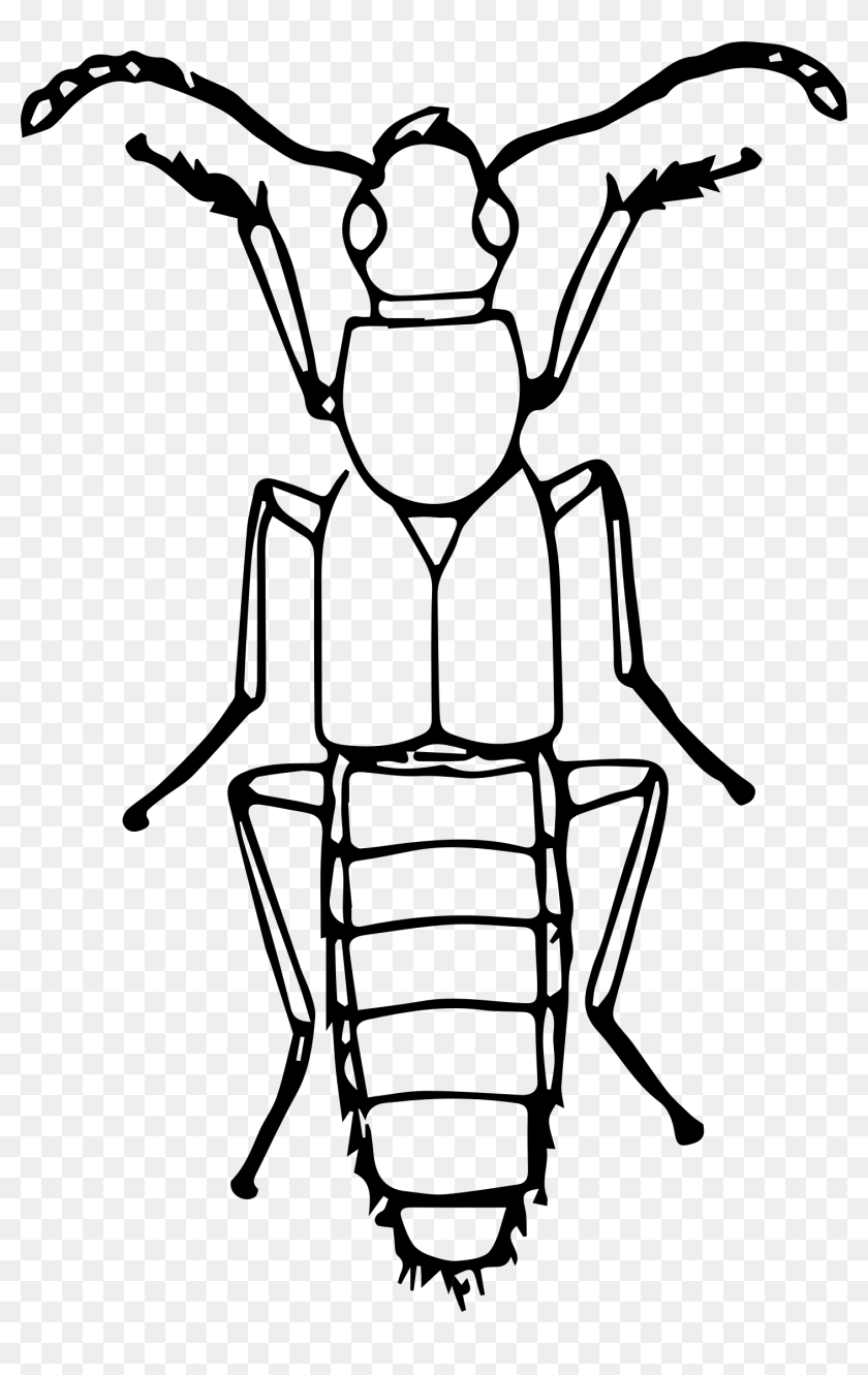 Insects And Bugs Clipart White And Black