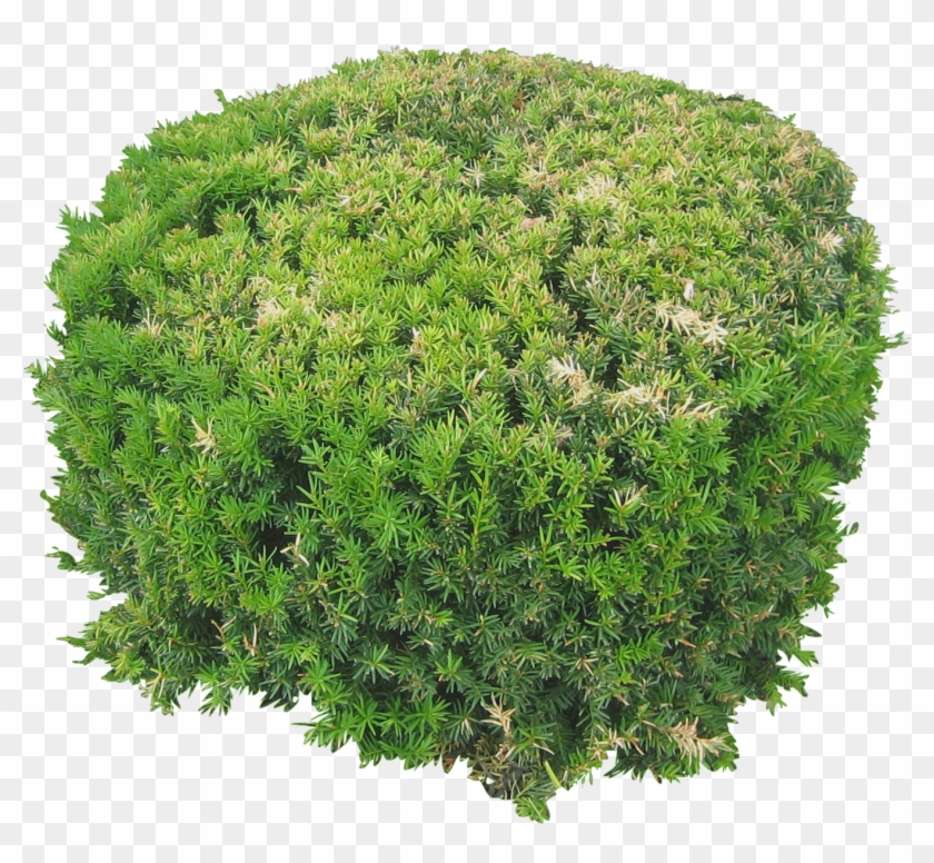 10 Free Plants & - Bush Top View Png, Transparent Png - 1351x1351 ...