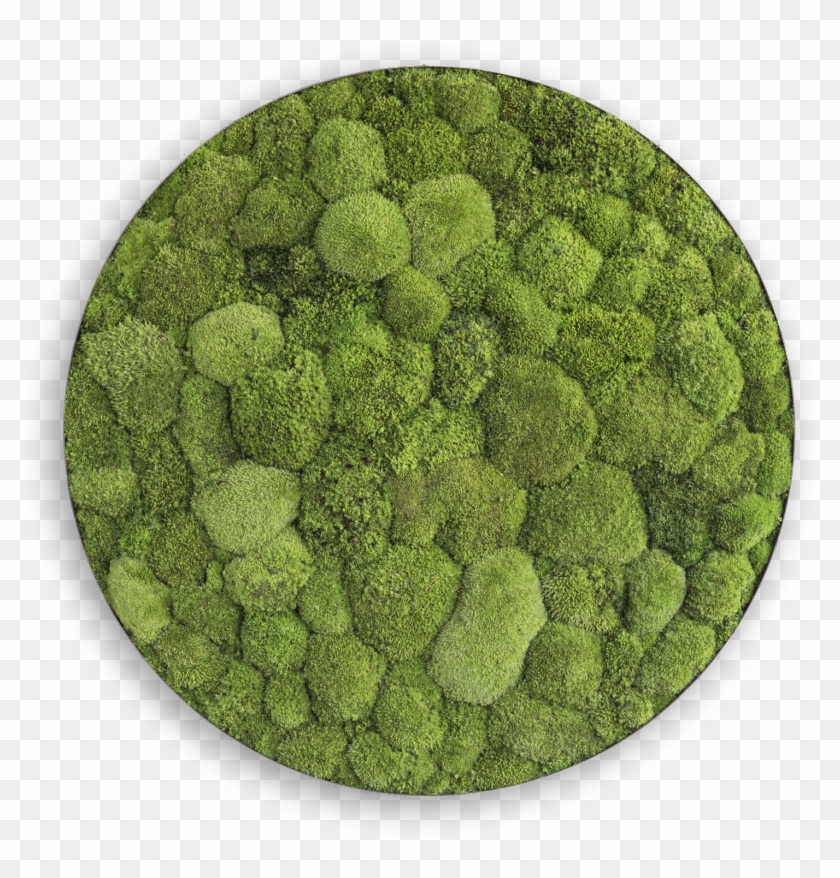 Pole Moss , Png Download, Transparent Png - 1464x1462(#77001) - PngFind