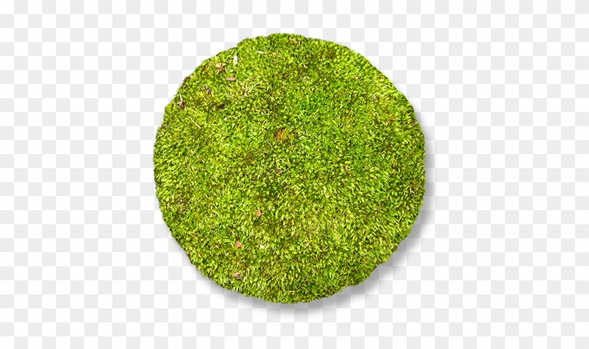 Moss, HD Png Download - 614x614(#77701) - PngFind