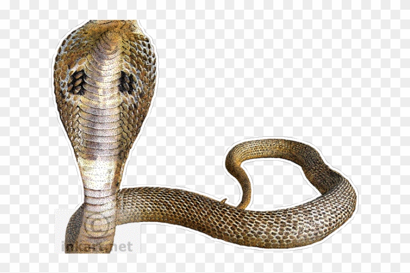 Snek Photo Hd Png, Transparent Png - 640x480(#707646) - PngFind