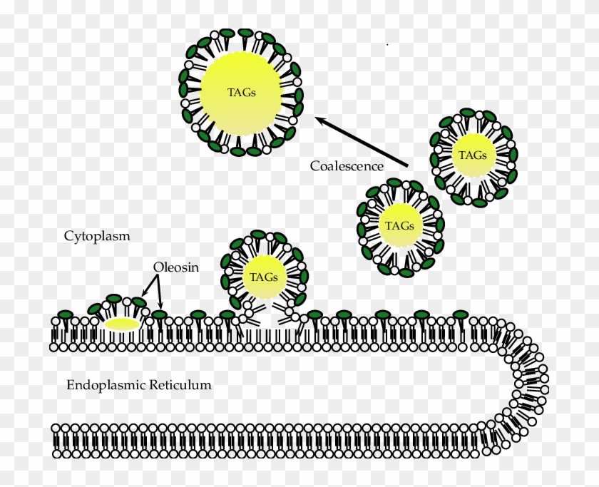 Biogenesis Of Obs By Bending From The Two Leaflets - Circle, HD Png ...