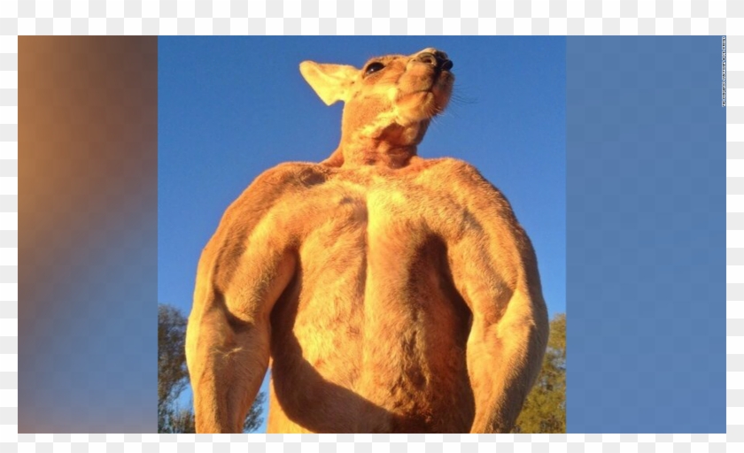 150605121650 200 Pound Ripped Kangaroo Crushes Metal - Ripped Kangaroo ...
