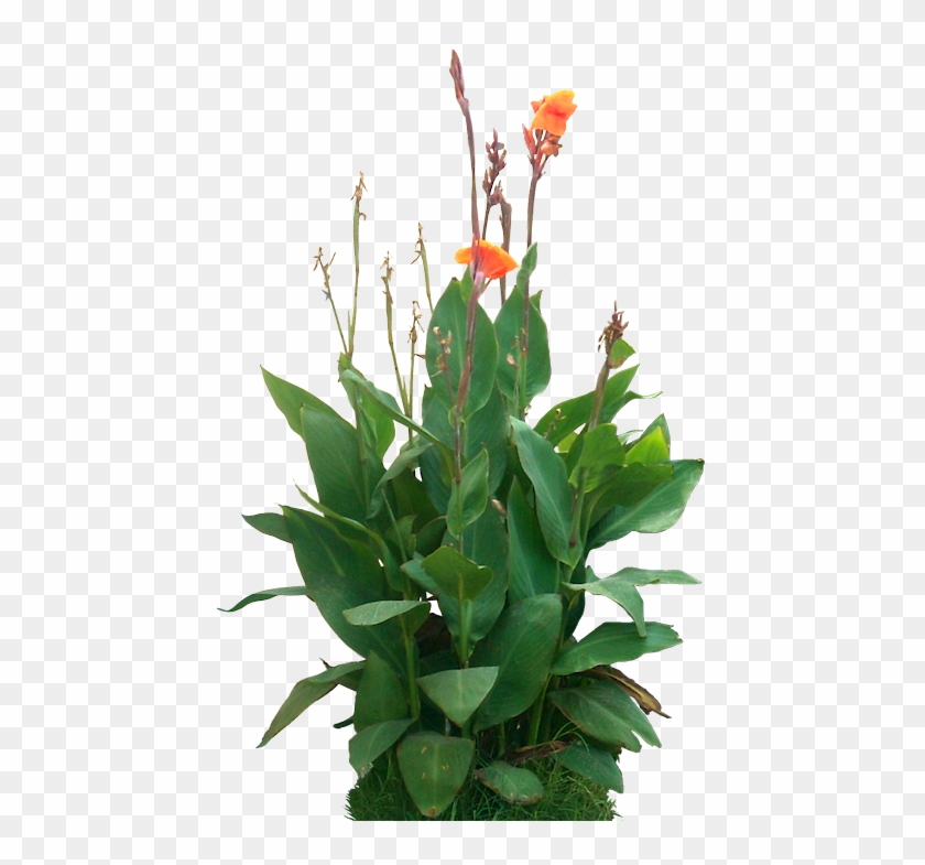 Canna Indica - Canna Png, Transparent Png - 445x705(#740489) - PngFind