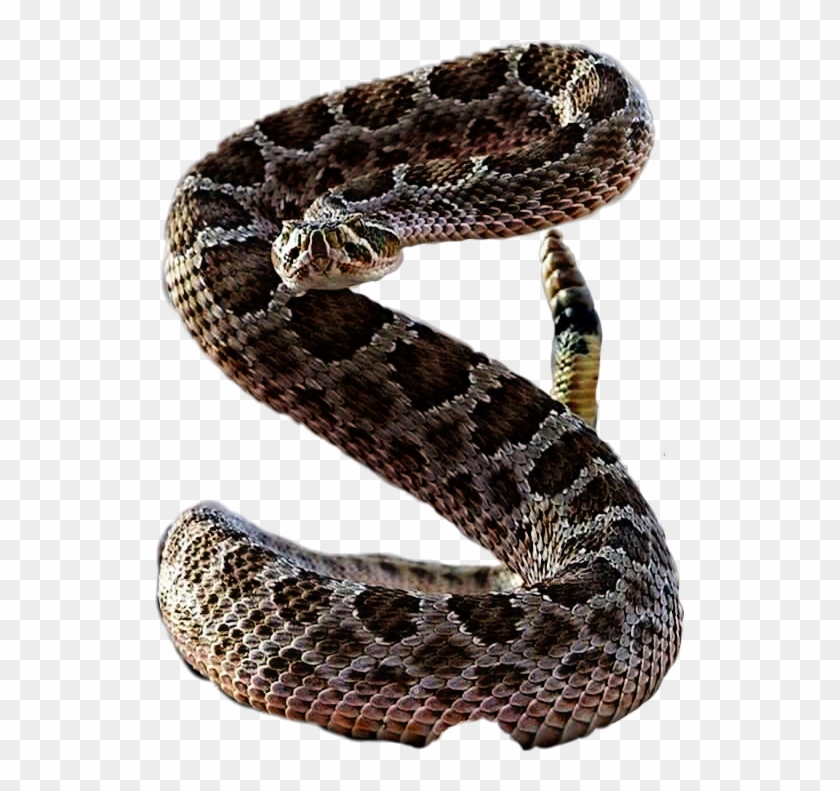 Serpent, HD Png Download - 529x711(#760523) - PngFind
