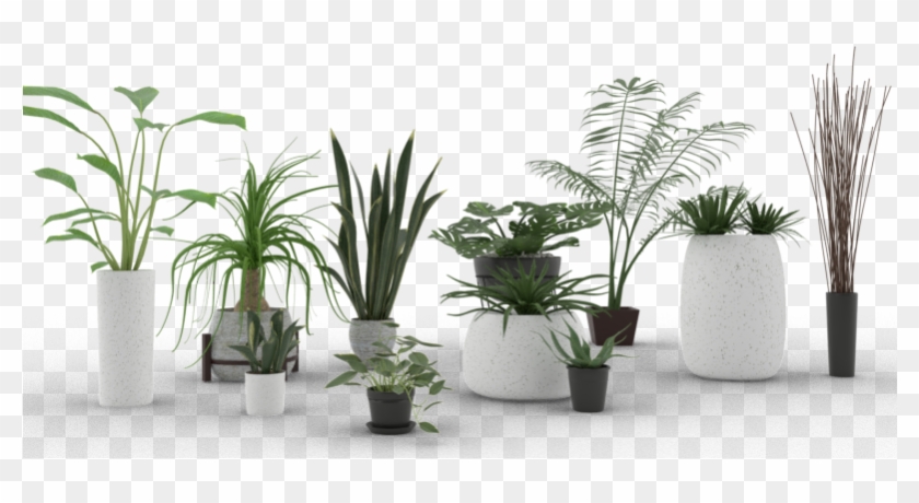 Indoor Transparent Plants Png, Png Download - 800x400(#762498) - PngFind