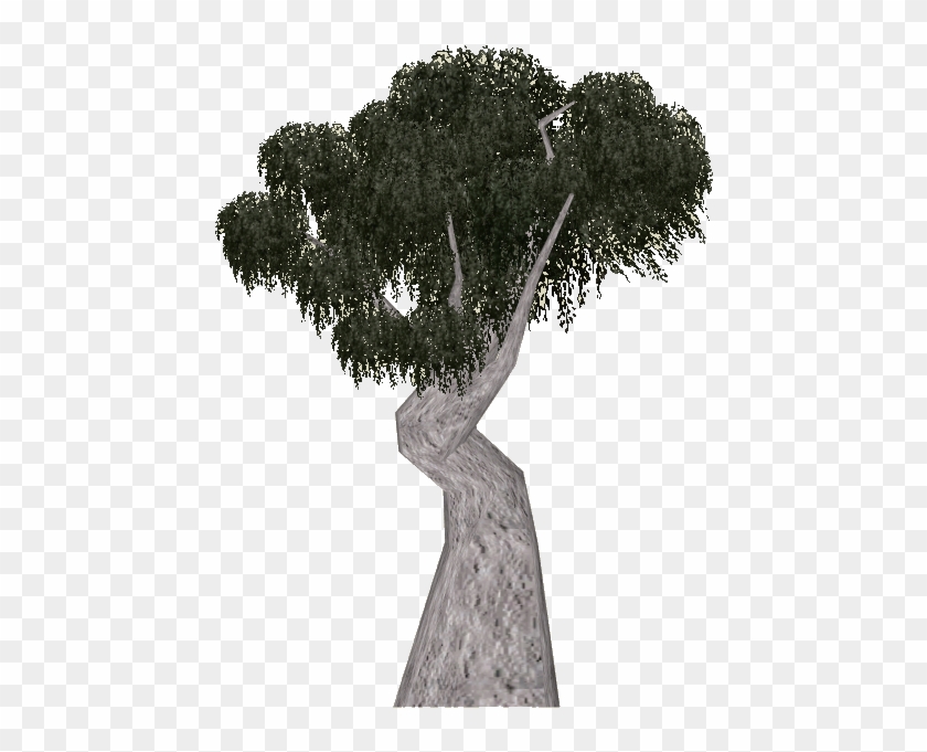 Gum Tree Png - Snow Gum Tree Png, Transparent Png - 636x636(#765453 ...