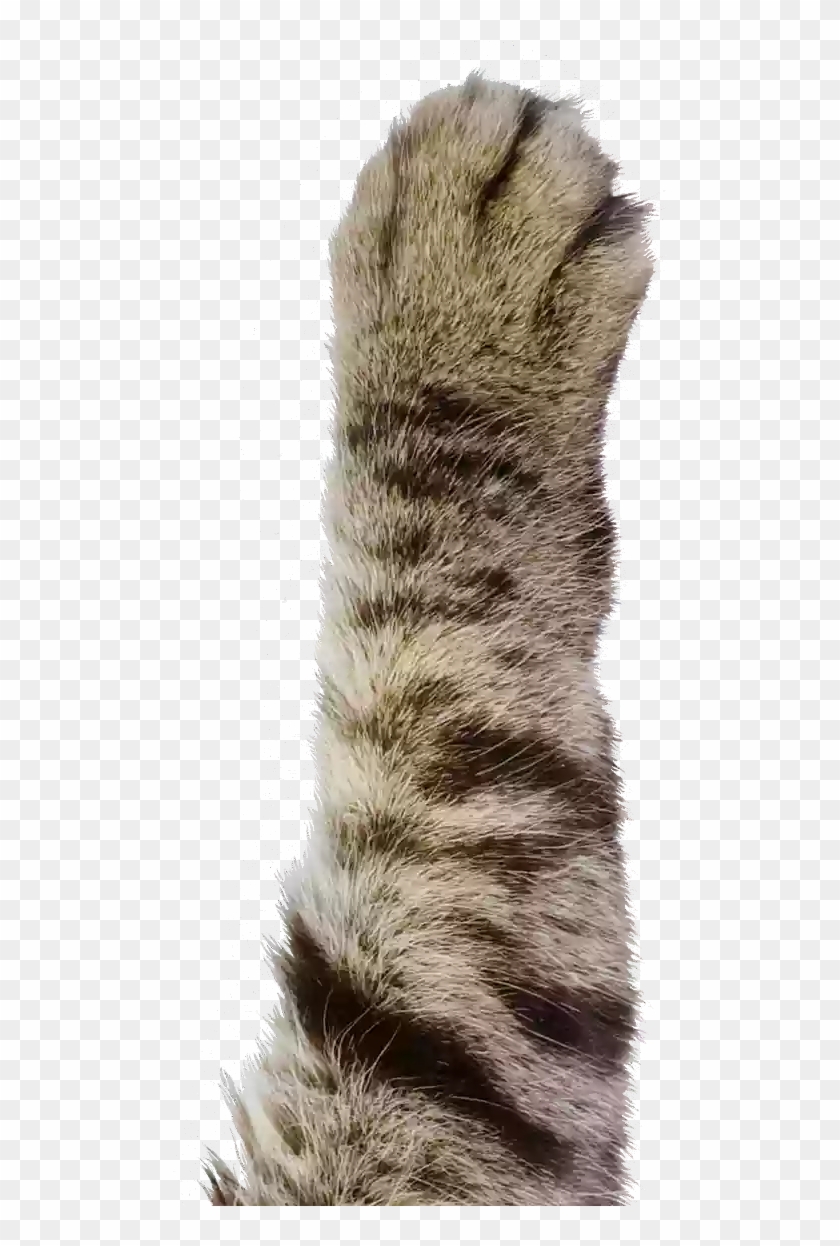 Cat Paw Transparent Png, Png Download - 584x1180(#767624) - PngFind