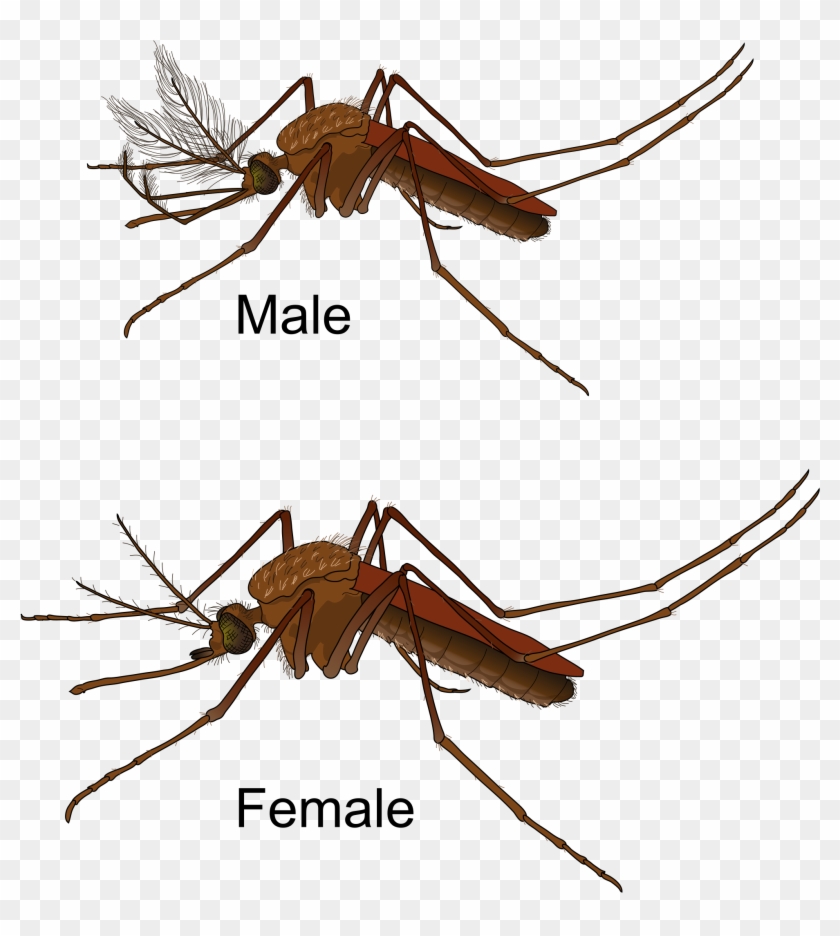 Open - Culex Mosquito Male And Female, HD Png Download - 2000x2125 ... Open - Culex Mosquito Male And Female, HD Png Download - 2000x2125 ...