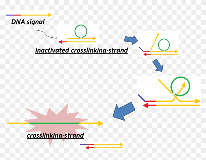 File - - Cross Linking Dna Strands, HD Png Download - 800x570(#782667 ... File - - Cross Linking Dna Strands, HD Png Download - 800x570(#782667 ...
