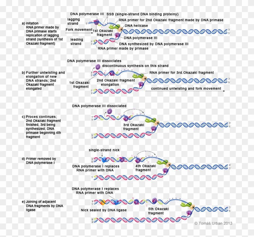 Model - Dna Synthesis Steps, HD Png Download - 700x719(#783038) - PngFind