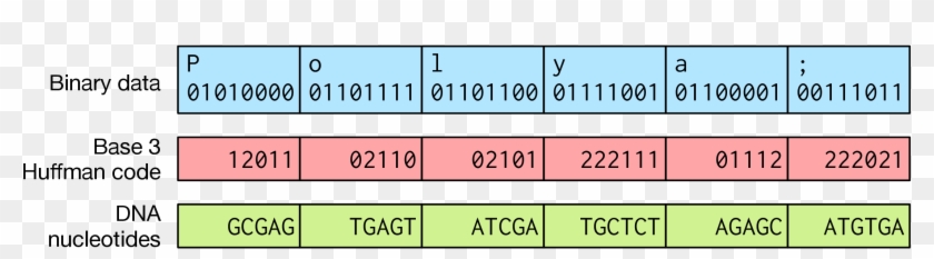 Representation - Binary To Dna Code, HD Png Download - 2188x504(#783535 ...