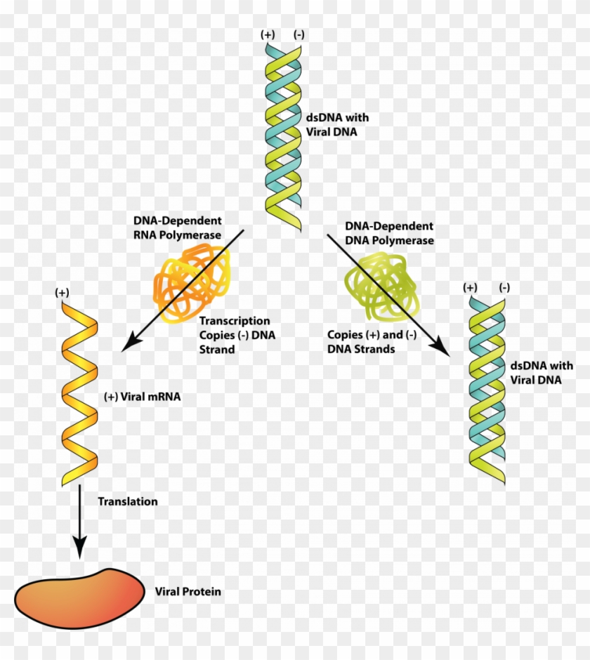 Ssdna 1 - Dsdna Virus, HD Png Download - 955x1024(#783681) - PngFind
