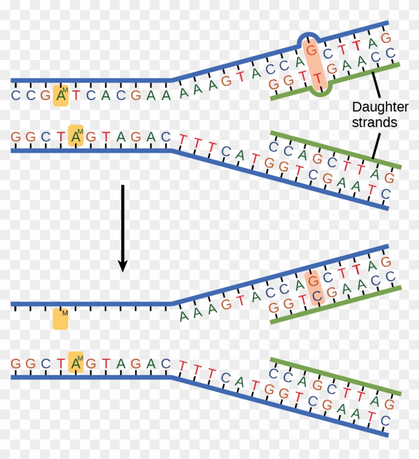 The Top Illustration Shows A Replicated Dna Strand - Error In Dna ...