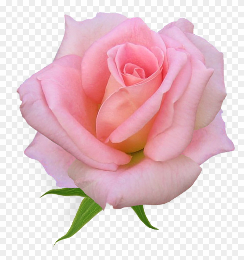 Pink Rose Clipart Png - English Rose Png, Transparent Png - 1058x1078 ...