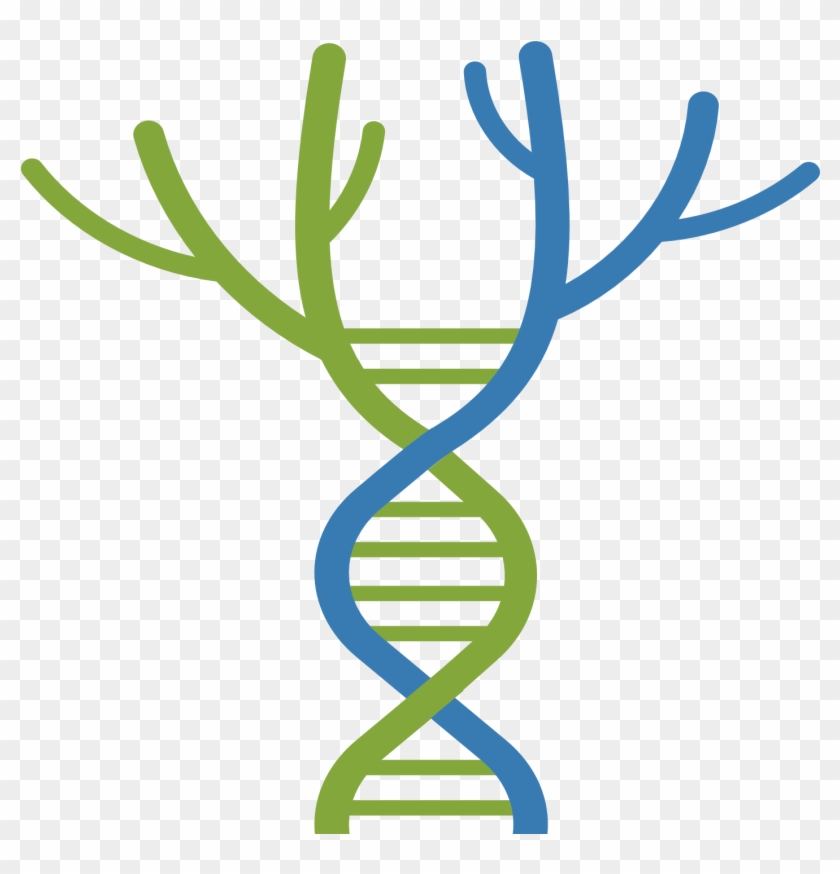 Ctf Tree Of Life - Dna Tree, HD Png Download - 1920x1894(#87328) - PngFind