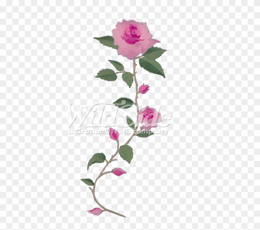 Long Stem Pink Rose - Long Roses Png, Transparent Png - 675x675(#87487 ...