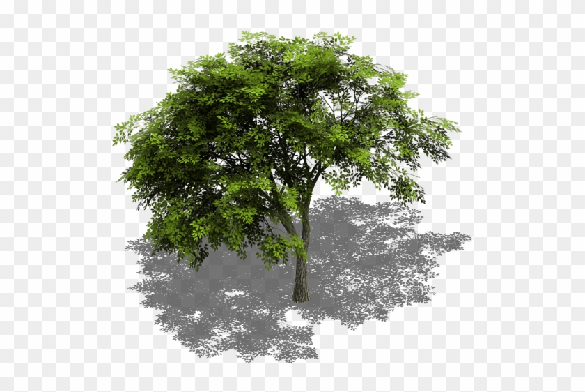 Preview - Tree Isometric View Png, Transparent Png - 591x545(#88670) - PngFind