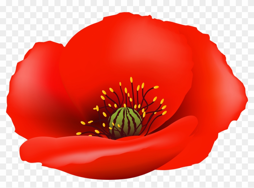 Clipart Poppy